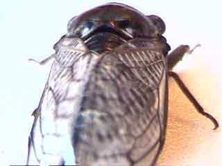 Scrivenings: Locust Recipes