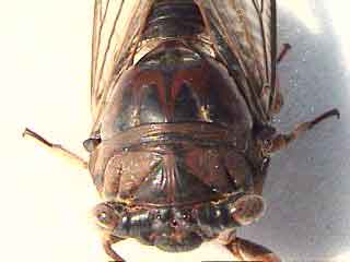 Scrivenings: Locust Recipes